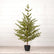 Ragon House 59.25' Primitive Colonial Green Christmas Tree in Black Po ...